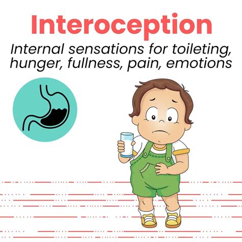 The 8 Senses Explained Unraveling The Mystery 8 Sense