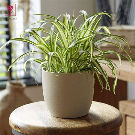 گیاه گل گندمی Spider Plant روش نگهداری بهترین قیمت گل آپارتمانی گل باما