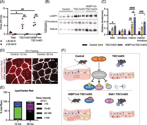 Lysosomal Dysfunction Was Conserved In The Natural Aging Mouse Muscles