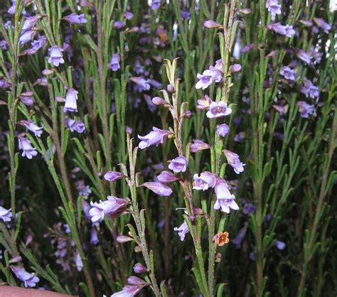 How To Care For Emu Bush Complete Plant Care Guide Plantsnap