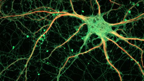21 Neuronas De La Sinapsis Cerebral Neuronas 2 Storyboard By