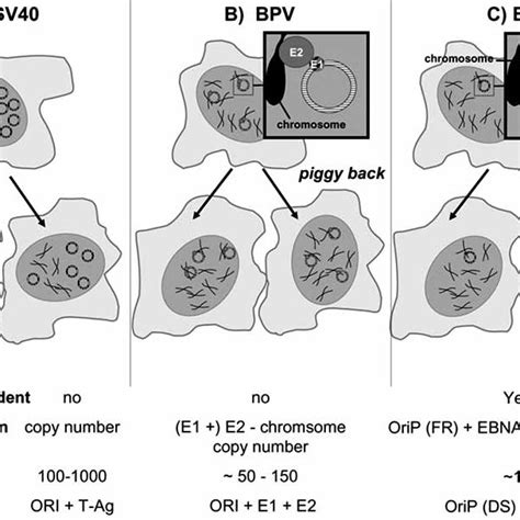 Pdf Episomal Vectors For Gene Therapy