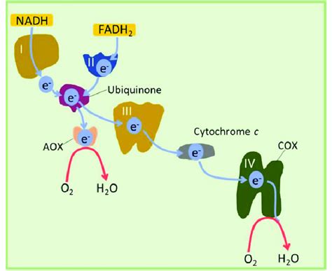Respiratory Chain Flow At Michael Danforth Blog
