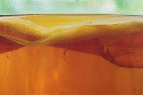 Kombucha Brewing Keep Or Remove The Scoby Tiantai® Commercial