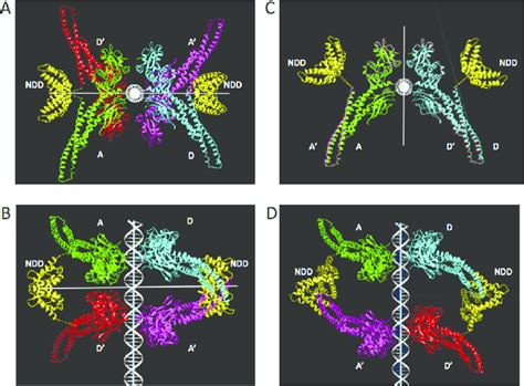 Two Examples Of The Modeled Tetramer Structure Left Panels Ndd Download Scientific Diagram