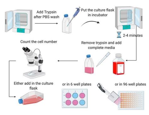 Basic Cell Plating And Cell Culture Maintenance Protocol