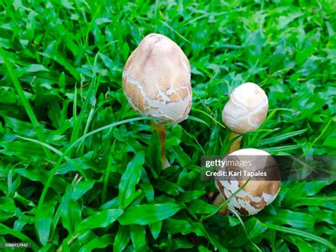 Chlorophyllum Molybdite Also Known As False Parasol Greenspored Lepiota