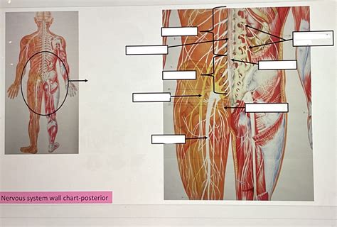 Nerves Diagram Quizlet