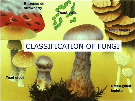 Classification Of Fungi Final Part 1pptx