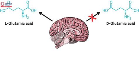 Sự Thật Bột Ngọt Mì Chính Gây Hại Cho Sức Khỏe Người Tiêu Dùng