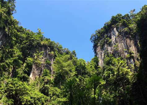 Khám Phá Thiên Nhiên Hoang Dã Tại Khu Rừng Nguyên Sinh Hàng Triệu Năm Tuổi