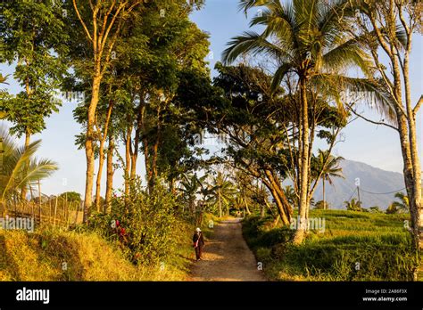 Landscape In East Java Java Timur Java Indonesia Southeast Asia