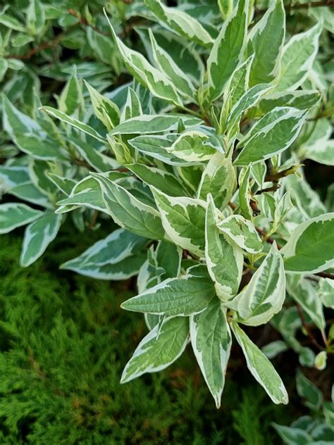 Korneller Ger Färg Under Vintern Sarah Birgitta Trädgårdsdesign