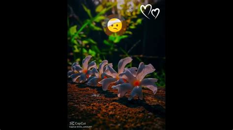 Bhojpurisong Xmlmusic Model Xmleditng Love Xmledting Xml Cute Xmlalightmotionedit