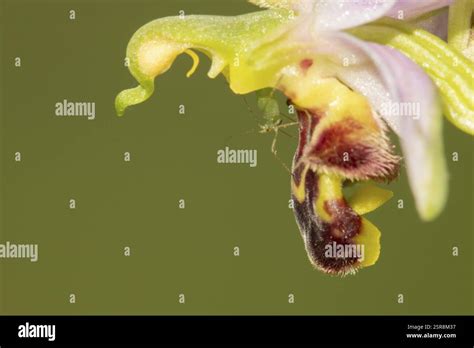 Aphid Adult Insect On A Bee Orchid Ophrys Apifera Flower In Summer