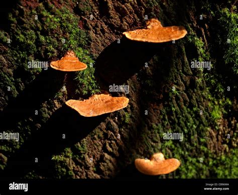 Light Brown Polypore Mushrooms Growing On A Tree In The Rainforest Of The Commonwealth Of