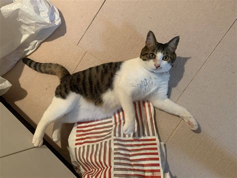 Macでangularの開発環境構築