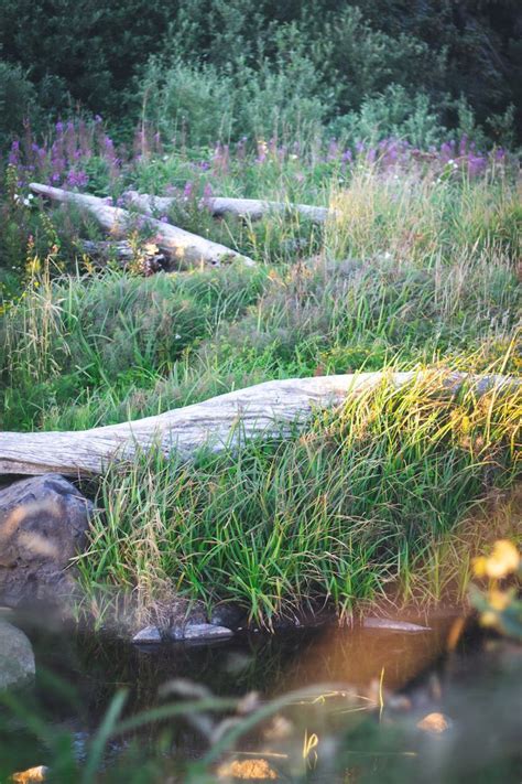 5 Things You Need To Know About Herbal Lyme Treatment Artofit