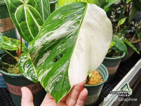 四：【教你怎么诱发白锦龟背竹的气生根！！！】 知乎