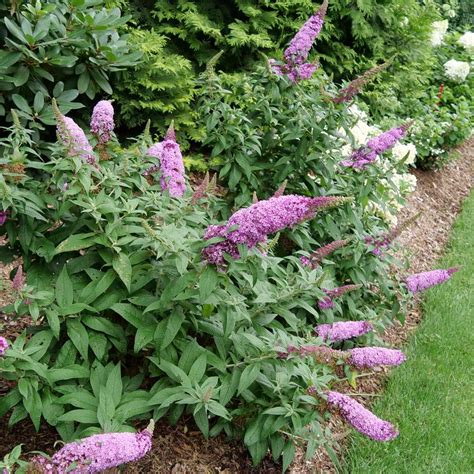 Buddleia X Pugster Pinker® Smnbdb Uspp 33 565 Can Pbraf From Nvk Nurseries