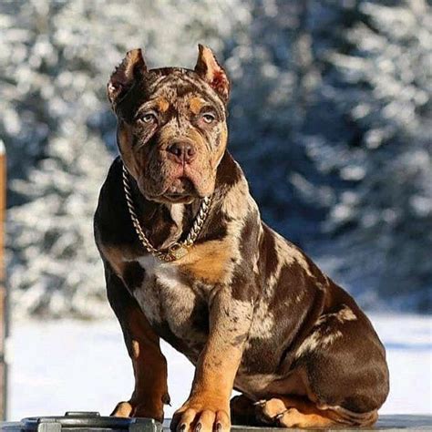 American Bully Xl Xxl Lilac Tri And Merle Tri Xl Bully Puppies Mvp