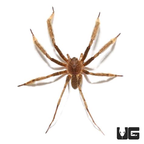 Field Wolf Spiders For Sale Underground Reptiles