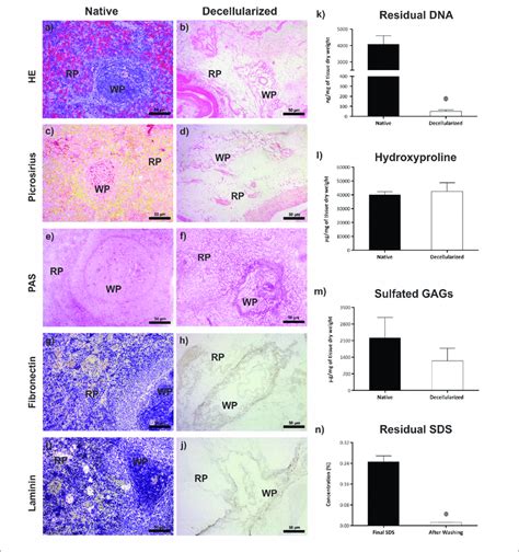 Evaluation Of The Decellularization Process Ab Representative
