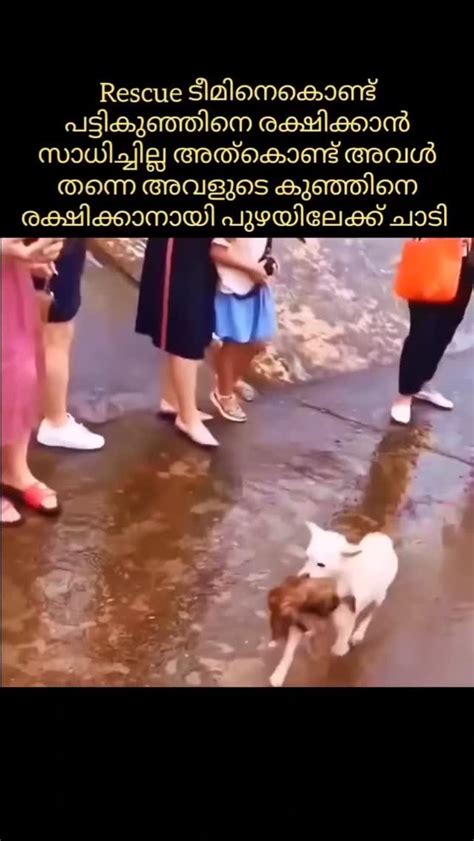 Shajitha P Shajitha 1 • Instagram Photos And Videos