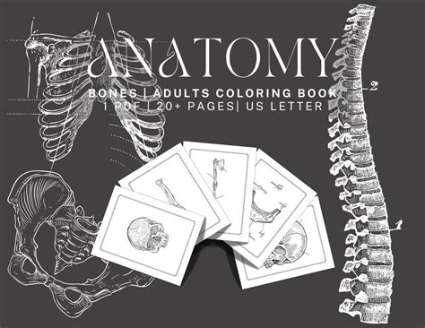 Human Anatomy Coloring Book Bones And Skull Learning Pdf Pattern Etsy