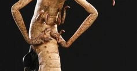 Neeble Album On Imgur