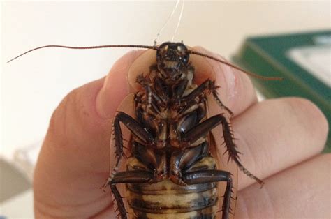 The Verge Review Of Animals The Cockroach The Verge