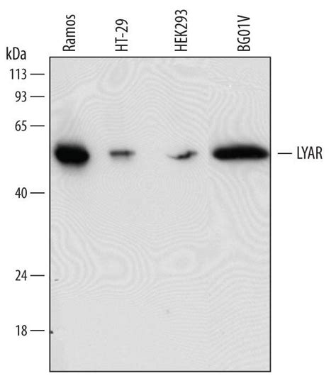 Human Lyar Antibody Mab6748 By Randd Systems Part Of Bio Techne