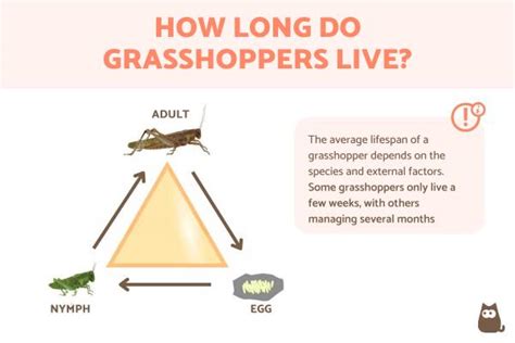 How Long Do Grasshoppers Live Grasshopper Lifespan
