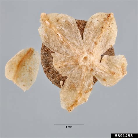 Giantseed Goosefoot Chenopodiastrum Simplex Torr S Fuentes Et Al