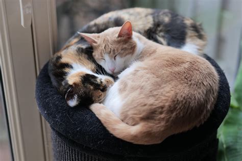 Cute Cuddle R Thecuddlepuddle