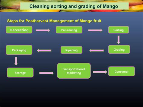 Cleaning Sorting And Grading Of Mango 1 Ppt