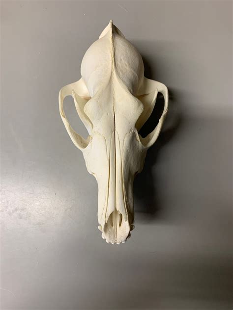 Number 1 Coyote Skull Bleached Real Authentic Ck25 Etsy