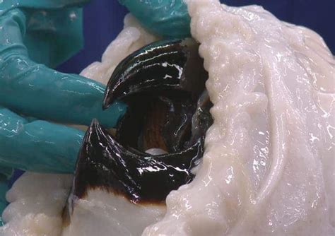 Dissecting The Colossal Squid This Is Only The Second Specimen Ever Found