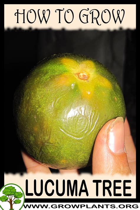 Lucuma Tree How To Grow And Care