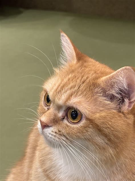 This Orange Cat Knows Your Internet History Album On Imgur This Orange Cat Knows Your Internet History Album On Imgur