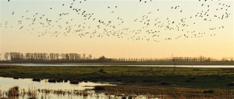 Putten West Beheercommissie Natuur Linker Schelde Oever