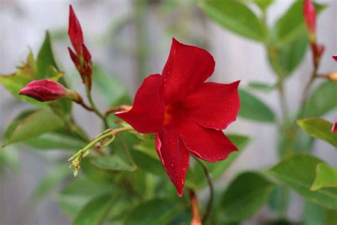 Mandevilla In Plant Communities Ecological Companions