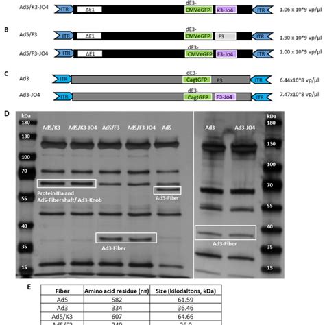 Virus Spreading In Plaque Assay And Oncolytic Assay For Plaque Assays