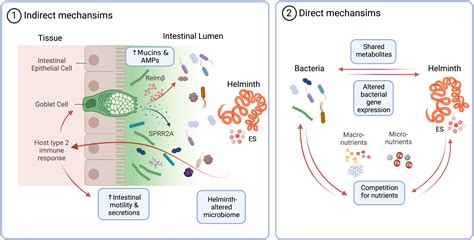 Networking Between Helminths Microbes And Mammals Cell Host And Microbe