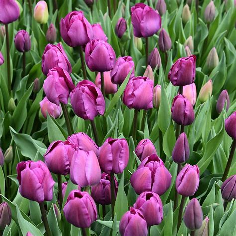 Purple Tulips Garden Design