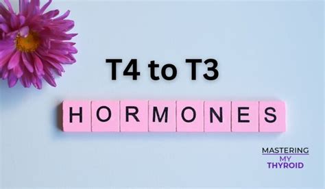 Understanding T4 To T3 Conversion What You Need To Know For Thyroid