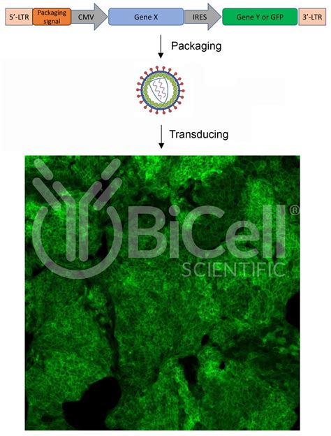 Custom Retrovirus Production Bicell Scientific®