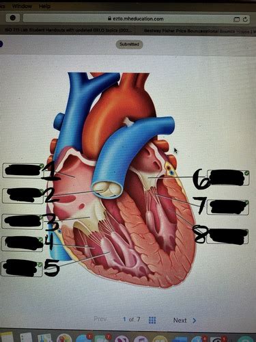 Bio 211 Practical Flashcards Quizlet