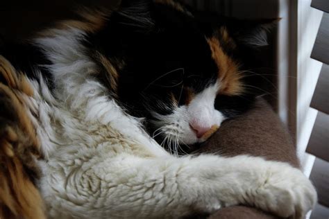 Kitty Korner Photograph By Angel Bentley Fine Art America