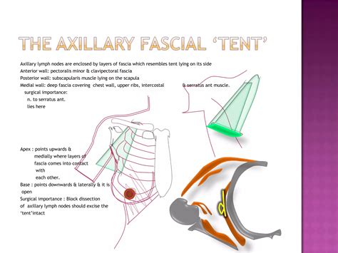 Surgical Anatomy Of Breast And Management Of Advanced Carcinoma Breast Ppt